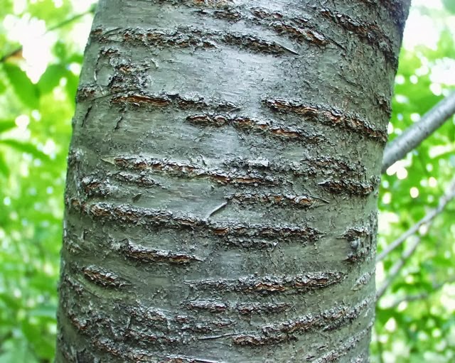 Trees Planet: Prunus avium - Wild Cherry - Gean