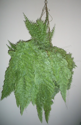 Estufa Belas Flores: Samambaia