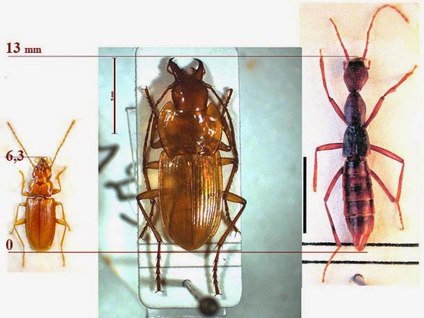 espeleobloc: Una nova especie de coleòpter troglobi del Marroc