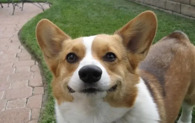 12 Signs That Your Corgi Is Talking To You