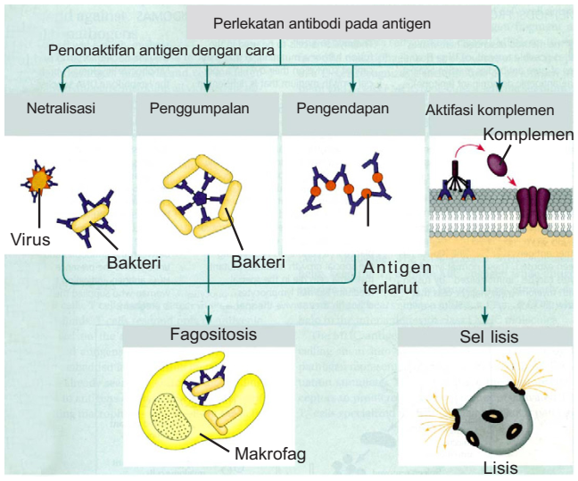 Mekanisme Pertahanan Spesifik, Struktur Antibodi, Jenis Antibodi, dan ... Mekanisme Pertahanan Spesifik, Struktur Antibodi, Jenis Antibodi, dan ...