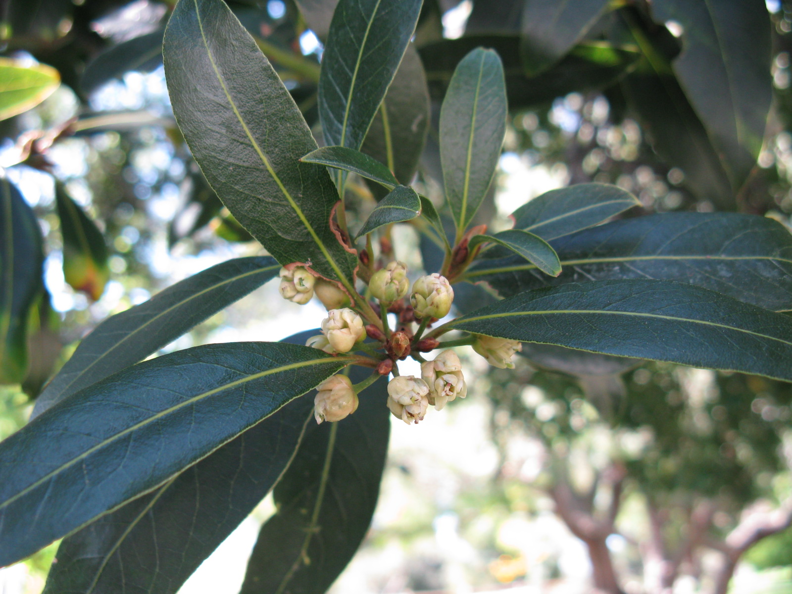 Trees of Santa Cruz County: Laurus nobilis - Grecian Laurel