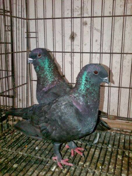 SPESIALIS MERPATI: MERPATI JOWO SUNGUT