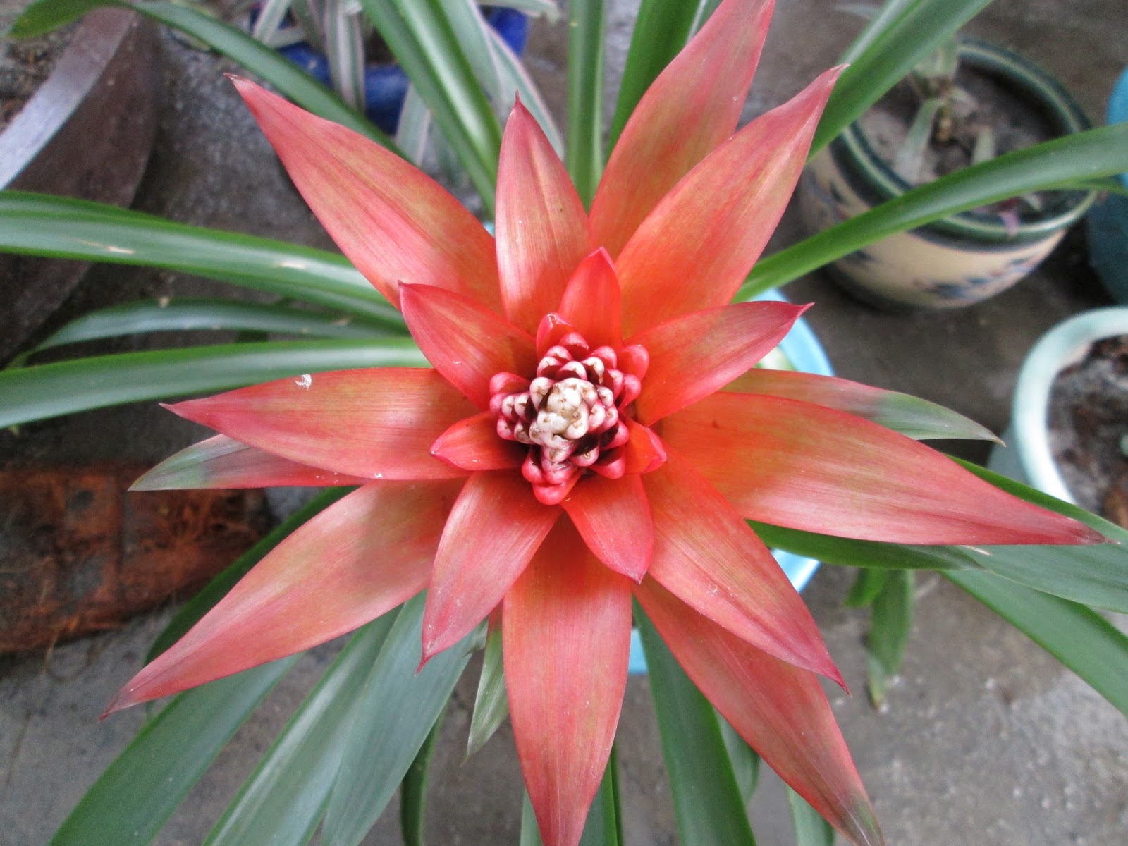 Hoa - Flowers (Part 1) - Raw Pictures | Garden Pictures - Garden Quotes