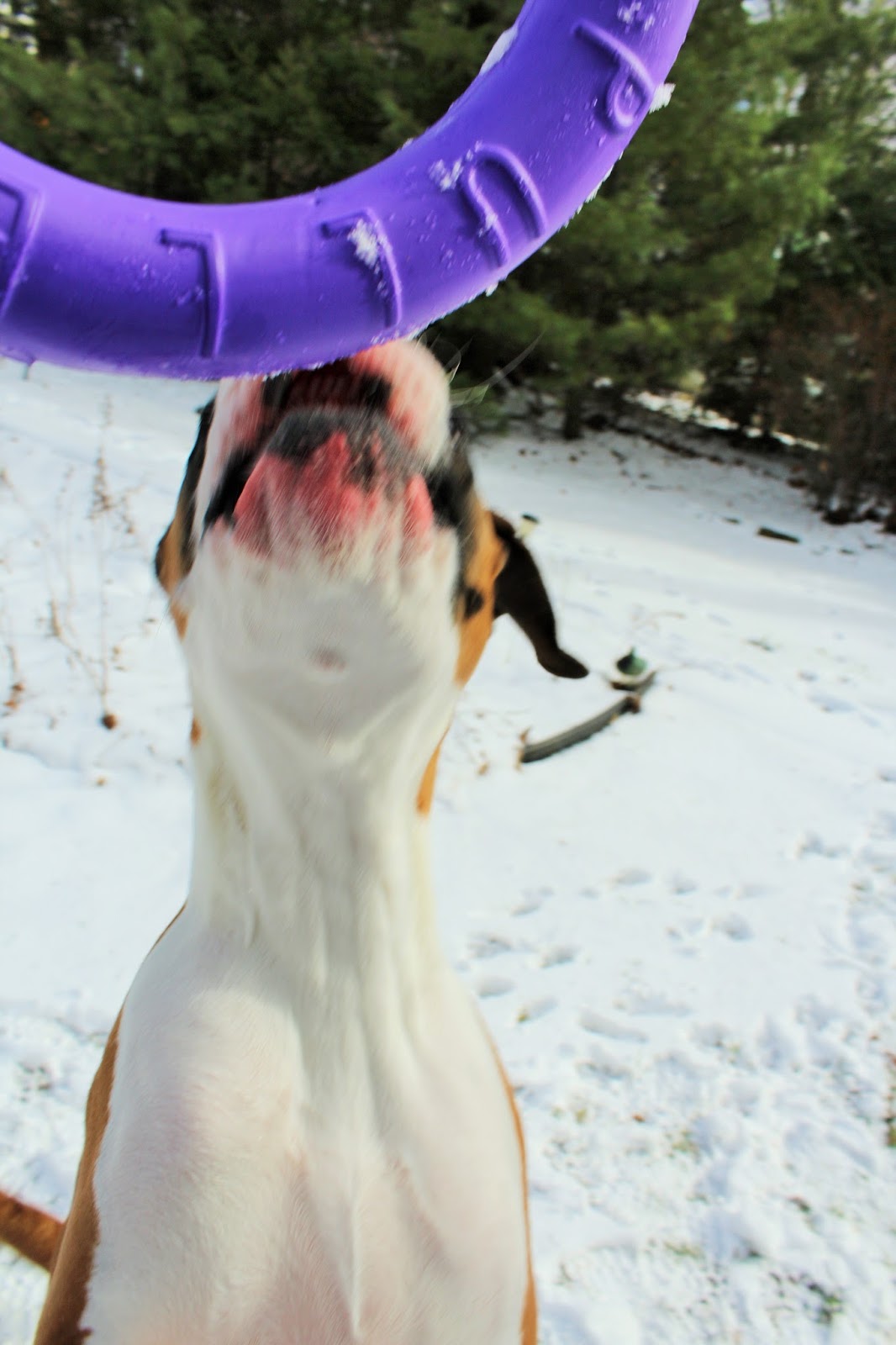 Dog Madness: Puller An Unique Interactive Training Device For A Healthy ...