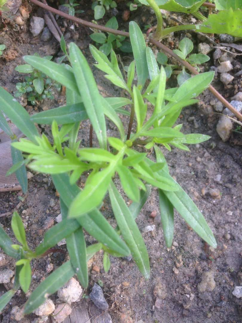 Jom Tanam Sayur ( JTS ) : Semaian Ulam Raja Sudah TumbuhJom Tanam Sayur ...