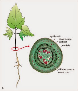 HISTOLOGÍA Y ORGANOGRAFÍA VEGETAL: Tejidos protectores