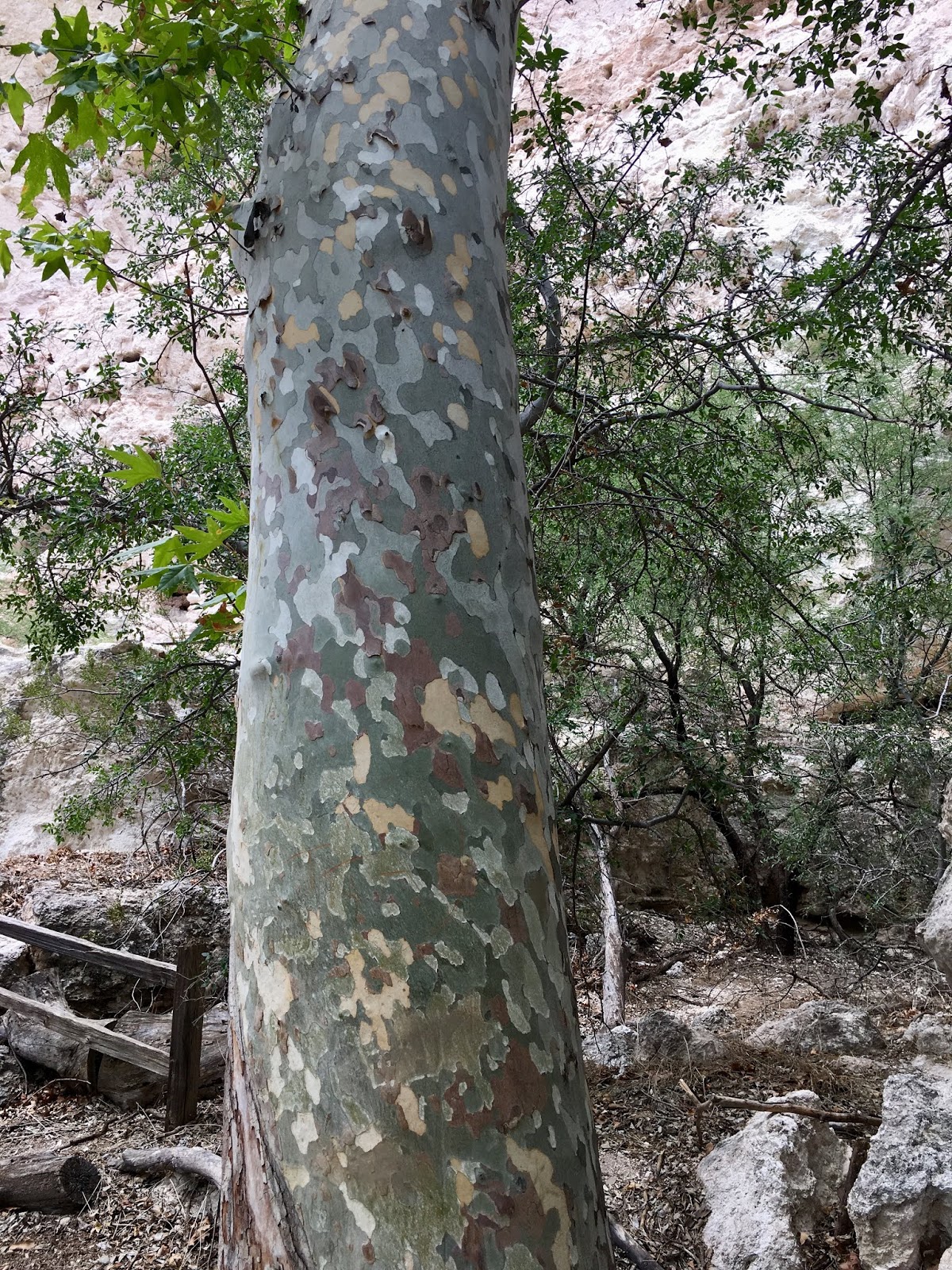 Attempted Bloggery: Views of Arizona: The Arizona Sycamore