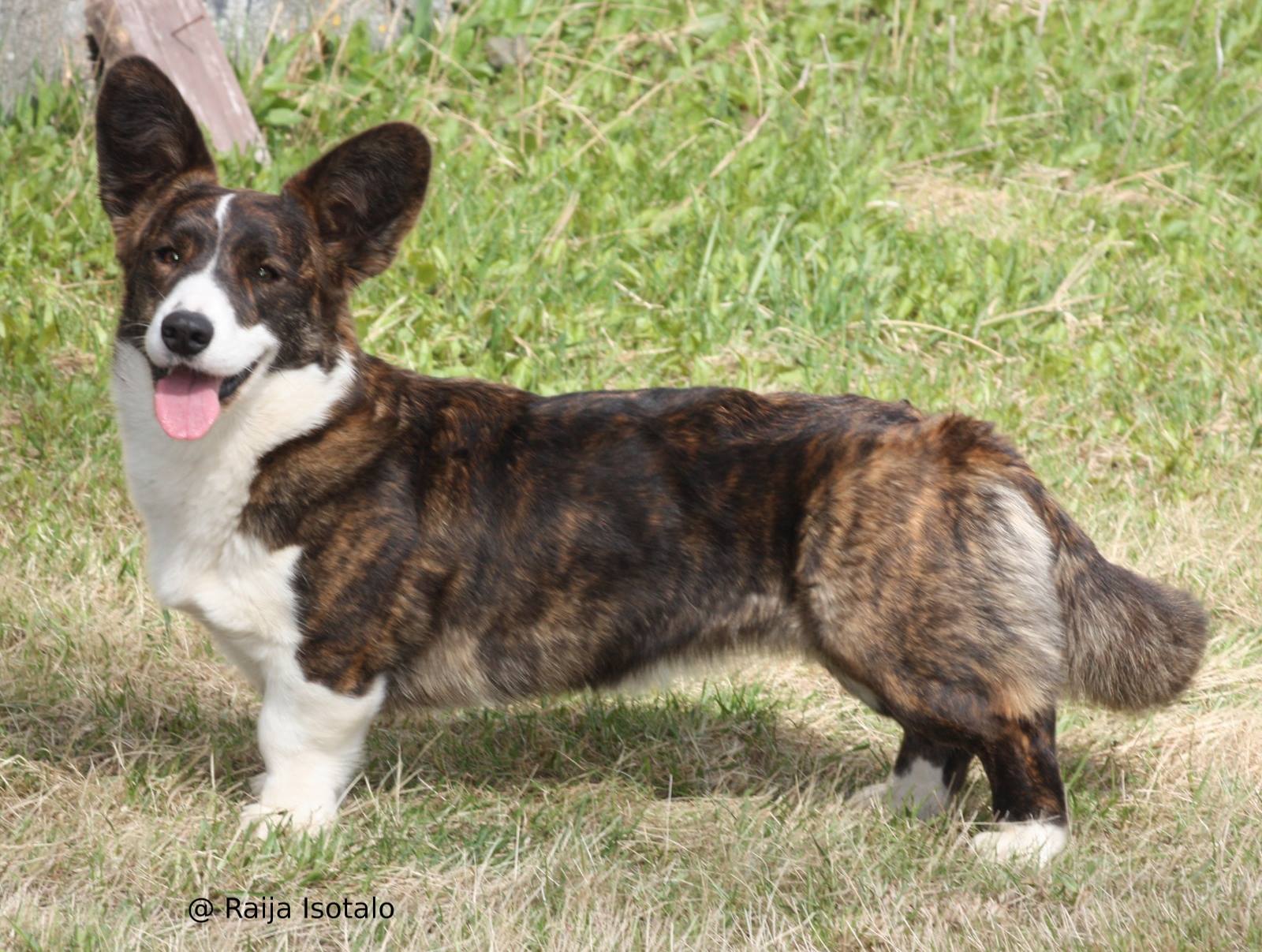 Cardigan Welsh Corgi UK: Brindle Sunday