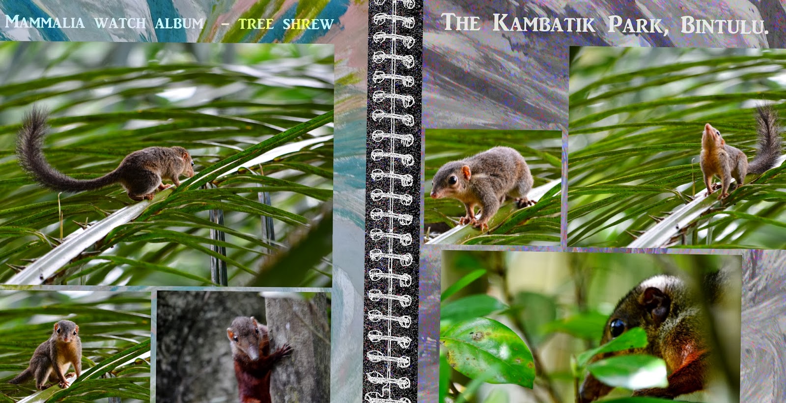 The Kambatik Park, Bintulu.: Mammalia watch album - Tree shrew