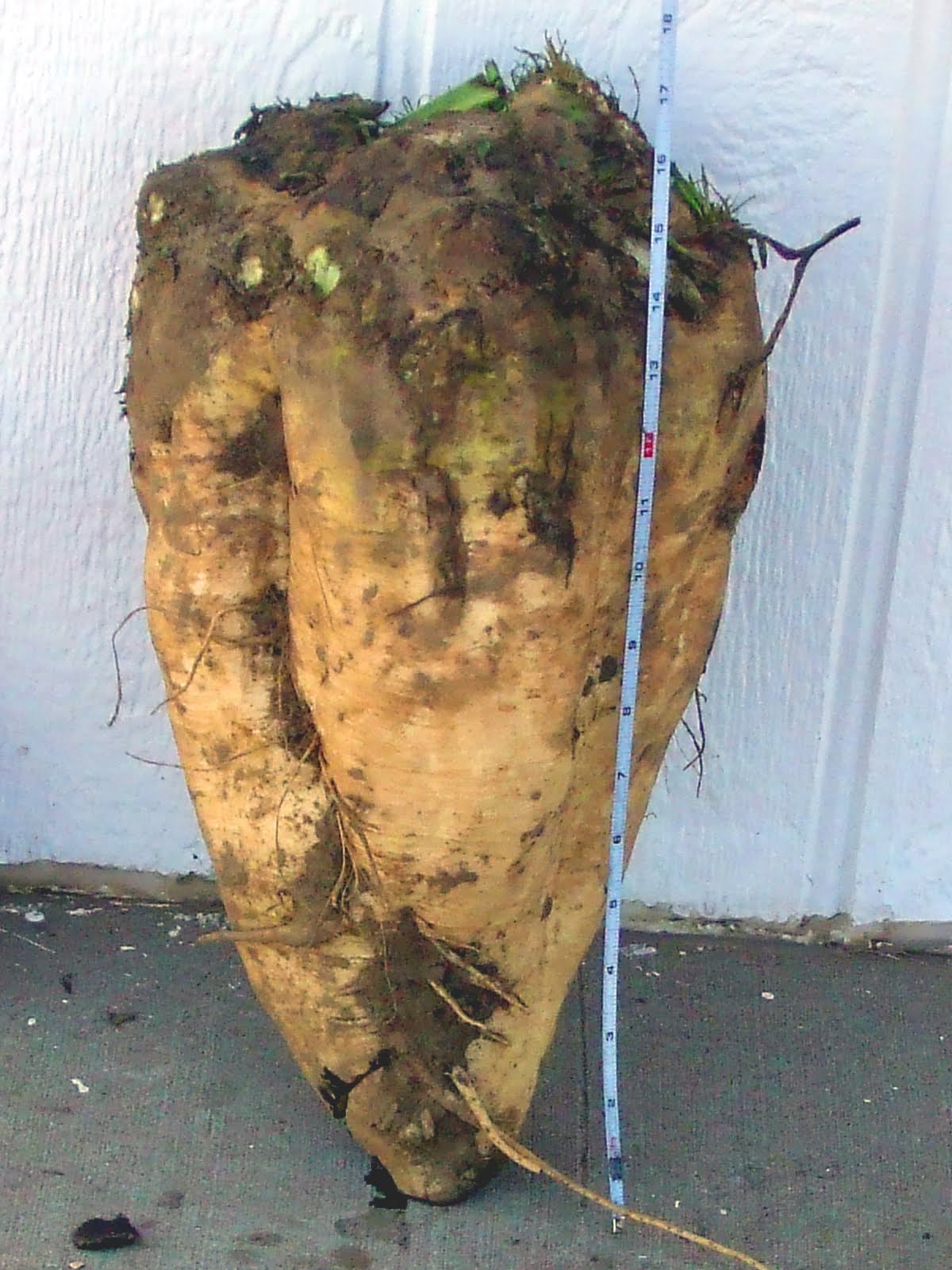 Dan and Eileen on the go: Part 2 Sugar Beets