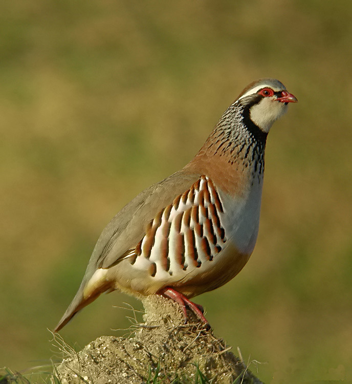 La cocina y ¿los animales...?: Hoy , la perdiz roja.