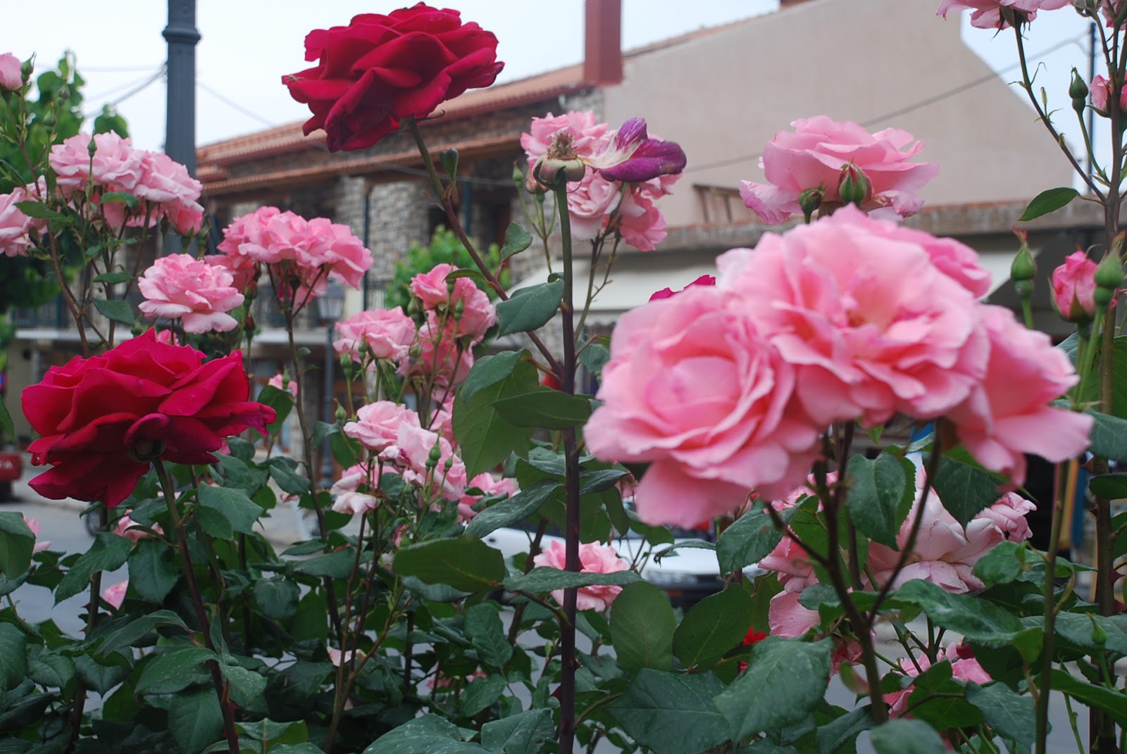 aswana-cliche: Roses in Greece