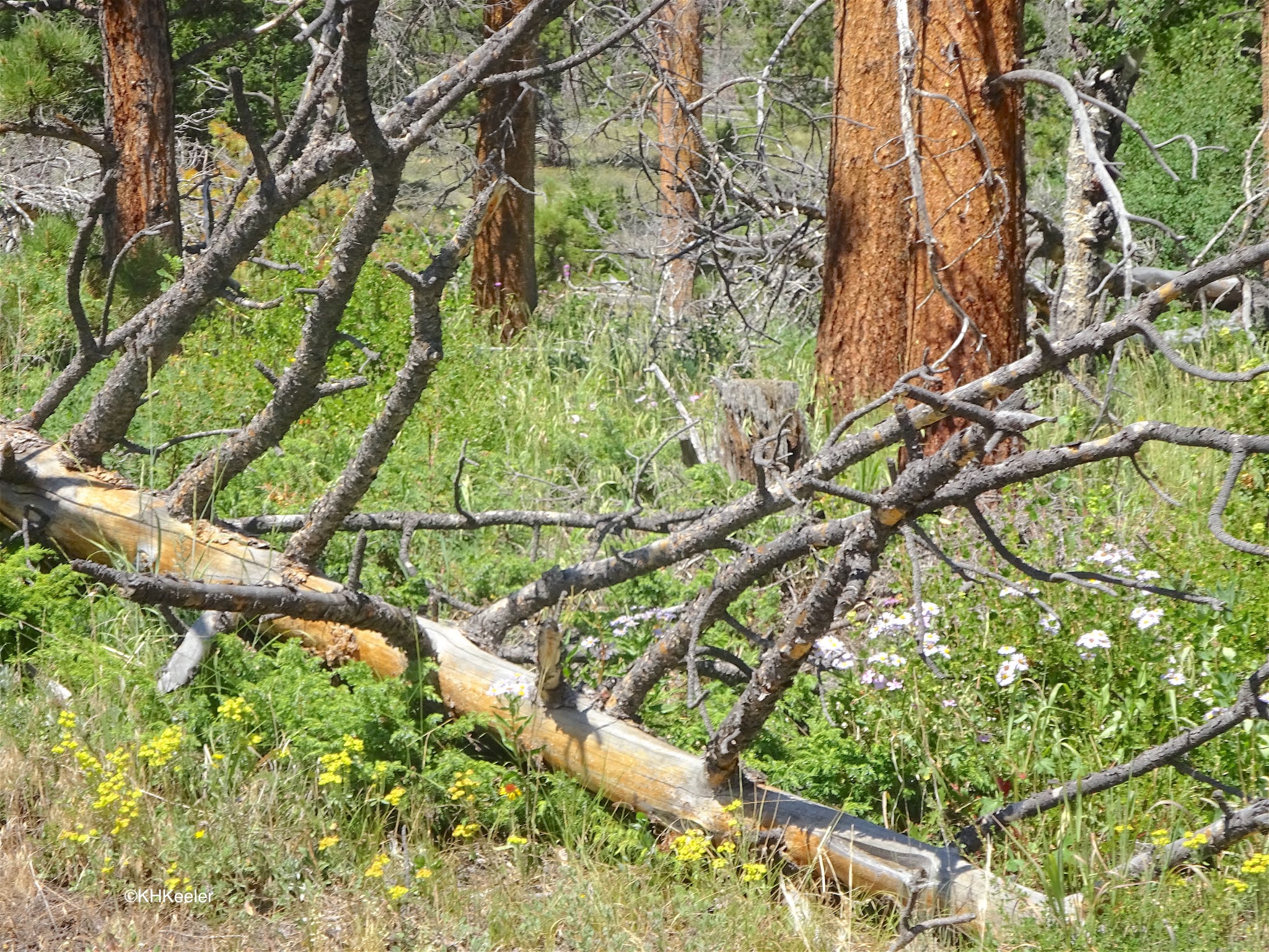 A Wandering Botanist: Messy Forests