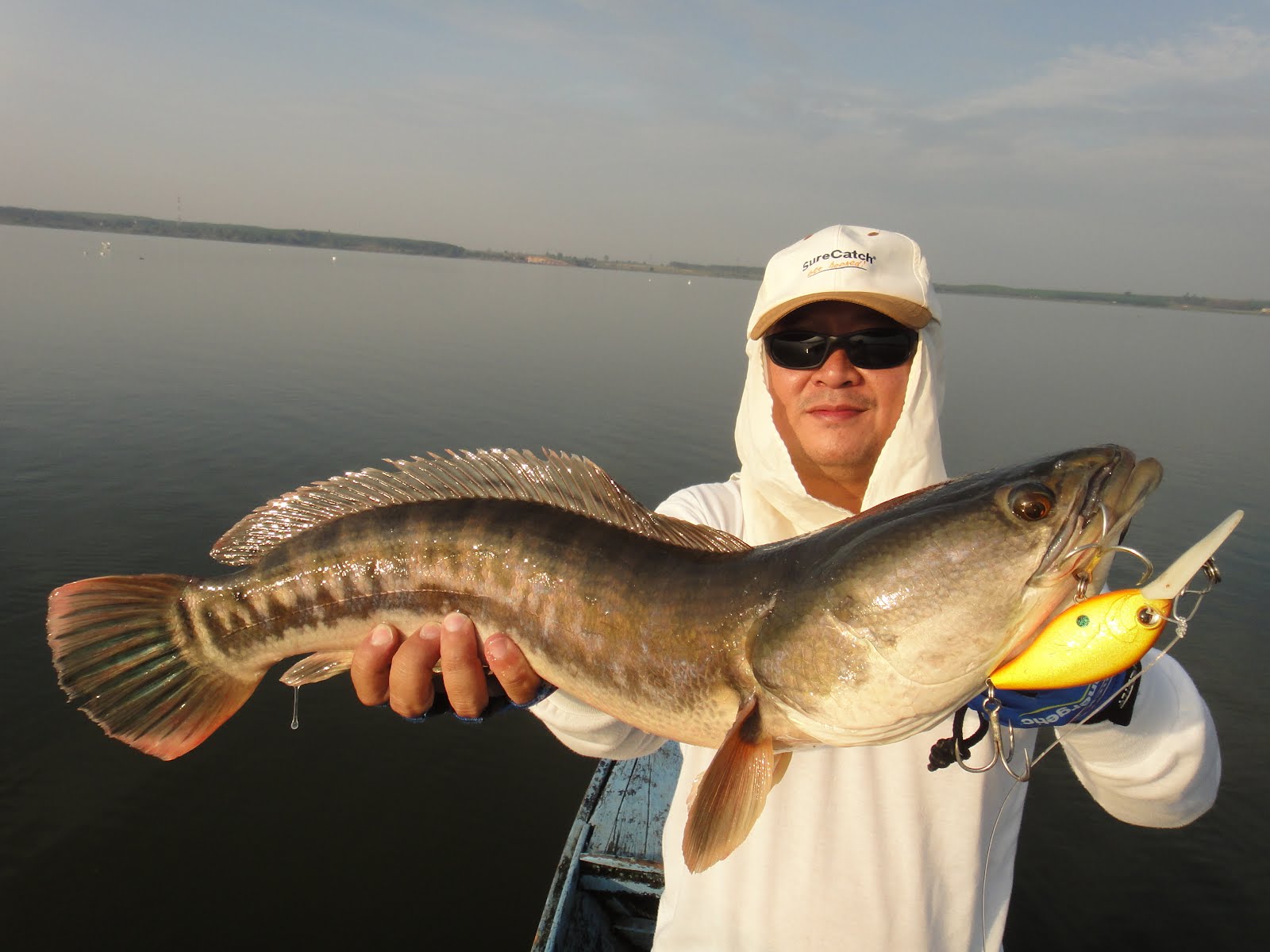 Thailand Giant Snakehead (Toman) And Wild Fishing.: The freestyle Wild ...