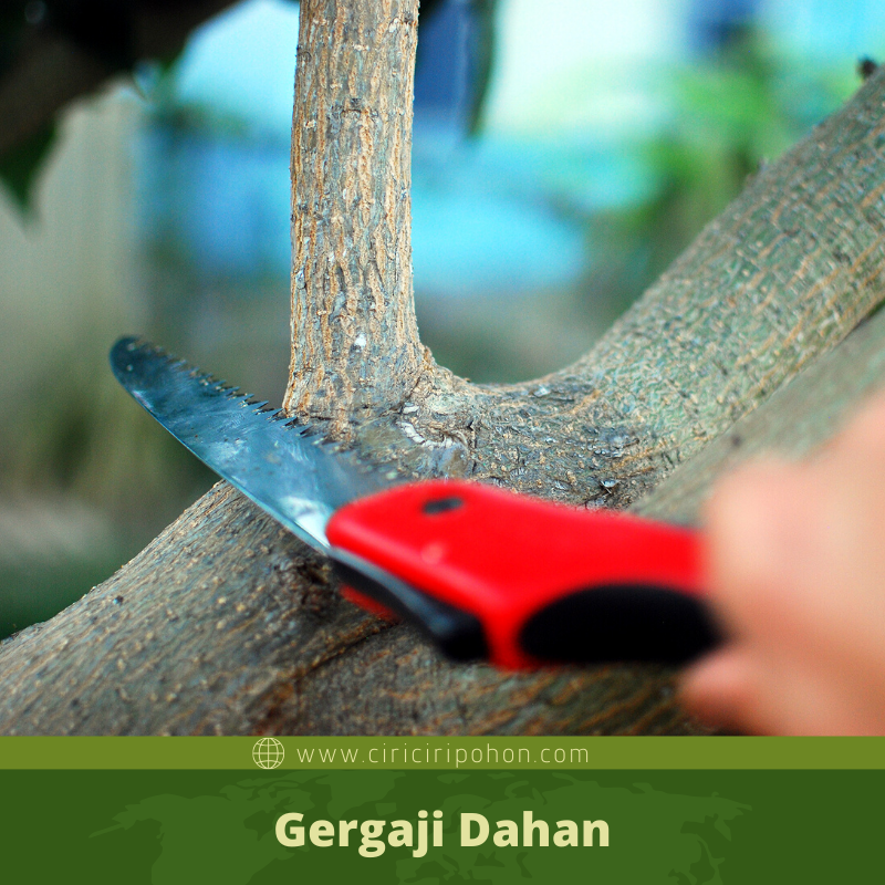 Macam-Macam Alat Bonsai Dan Kegunaannya - Ciriciripohon.com