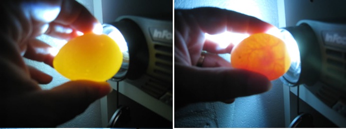 My Scientific Blog - Research and Articles: Virus Culture in ...