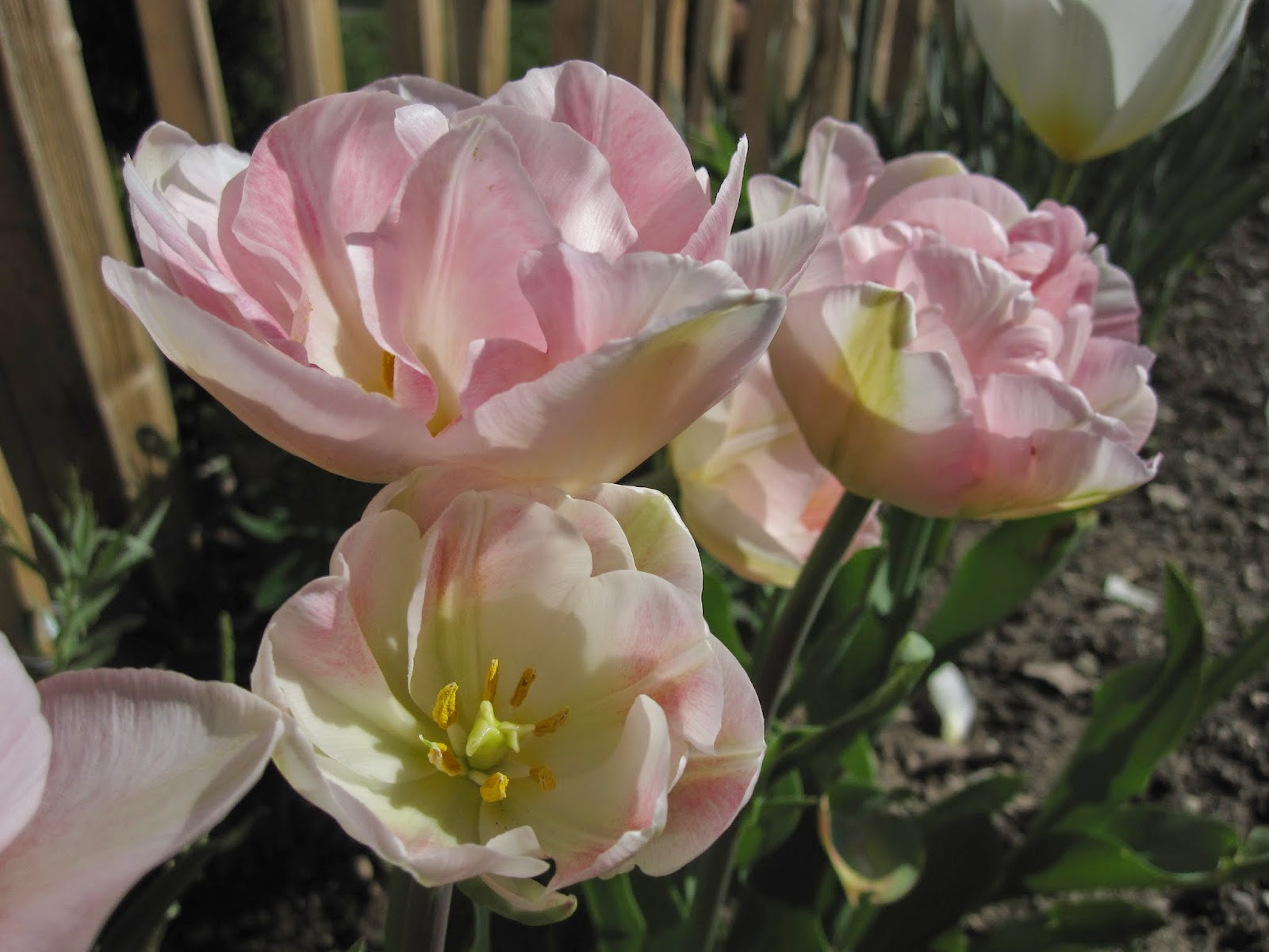 Oele Garten: Tulpe "Angelique"