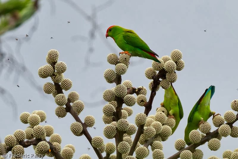 Tierra de papagayos, loros, cacatuas, pericos, cotorras y guacamayos ...