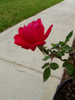 Sizzling Indian Recipes.....: Gulab / Rose -- One month lifespan of a ...