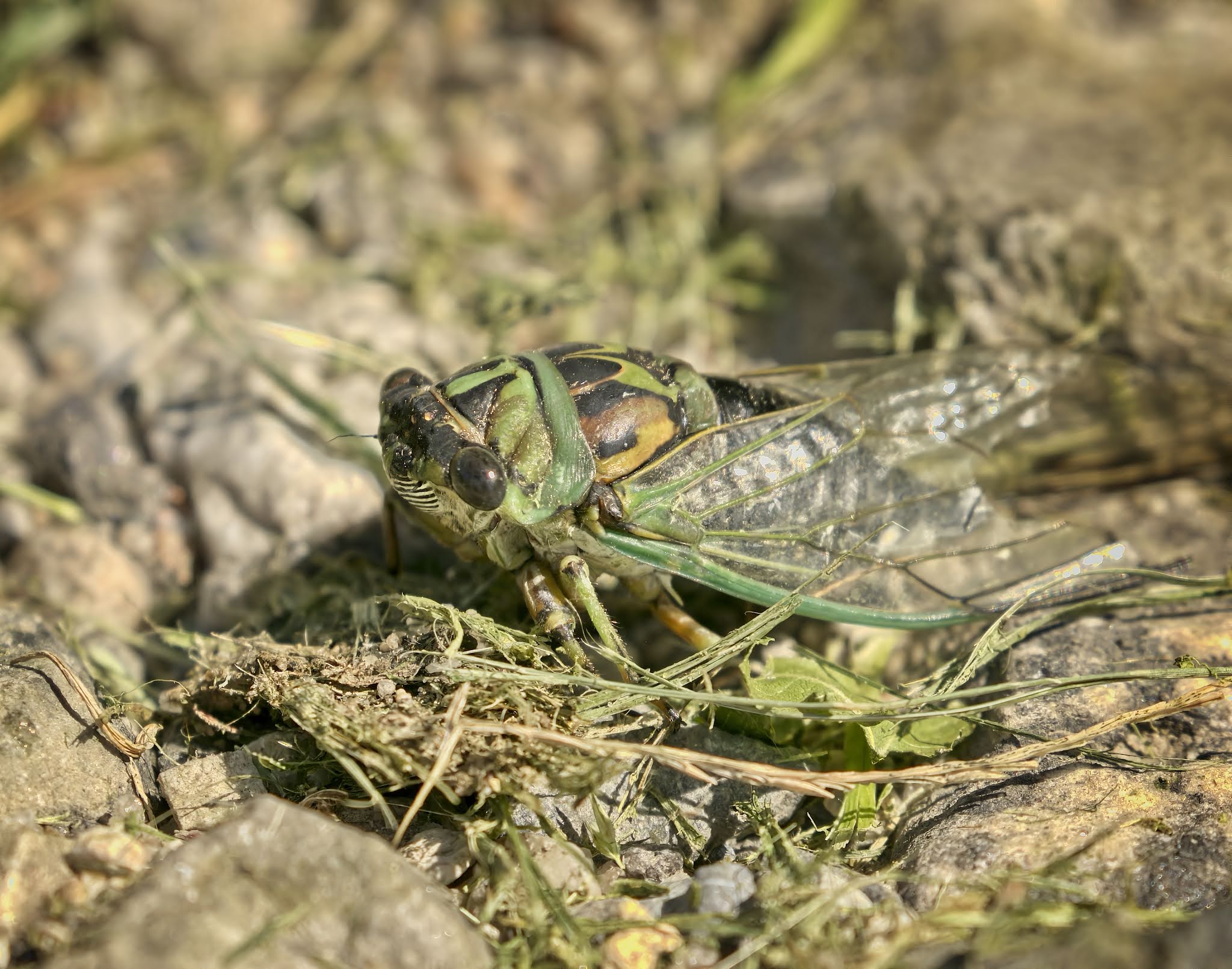 Laura Goggin Photography: Summertime cicadas