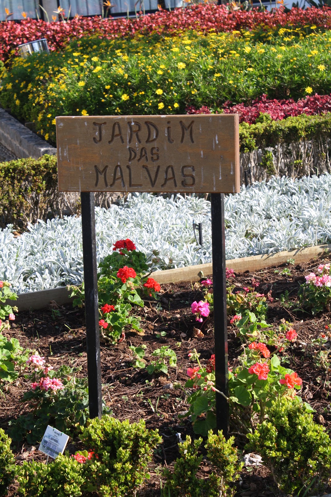 Flores da Madeira/Flowers from Madeira | A conta quilometros