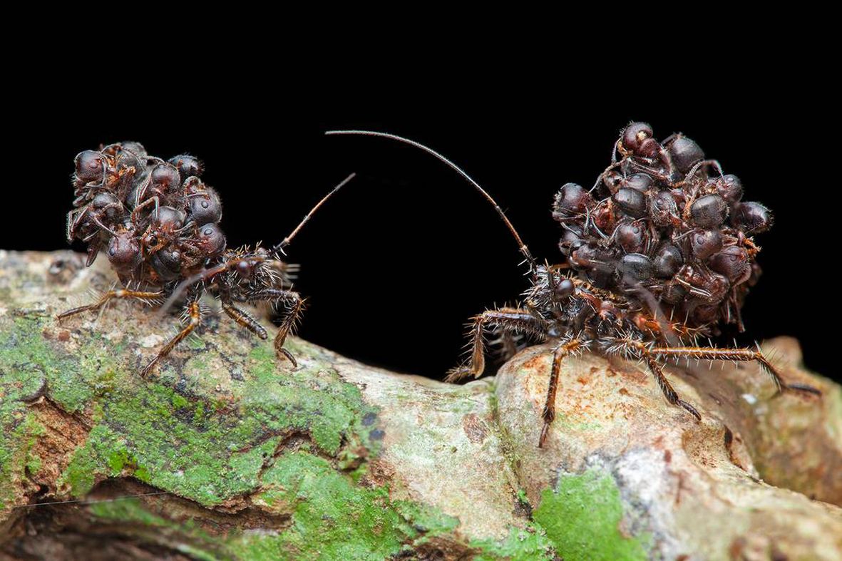 the igneous, the sedimentary and the metamorphic: assassin bugs ...