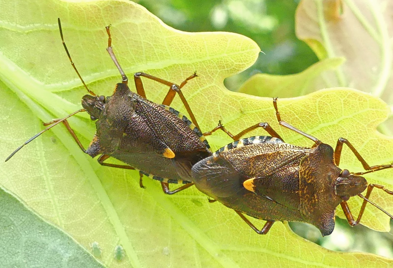Insects of Scotland: True Bugs