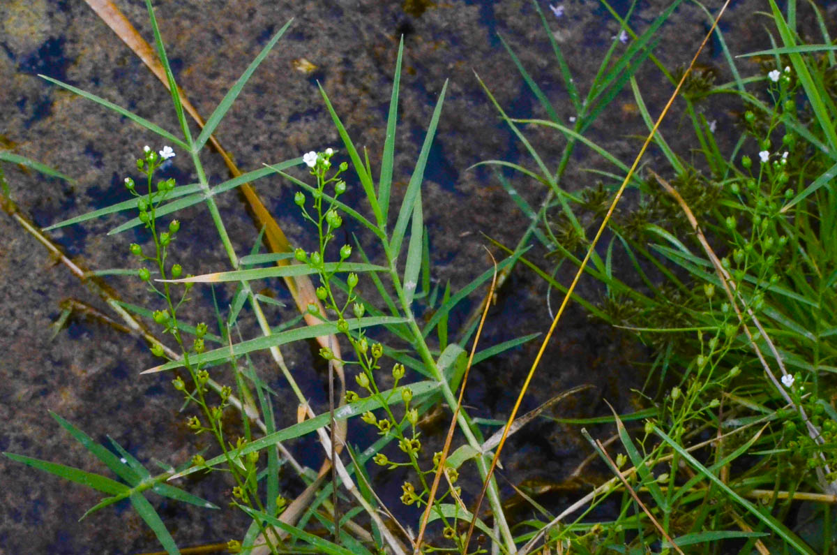 ALMANAQUE NATURAL: 2018