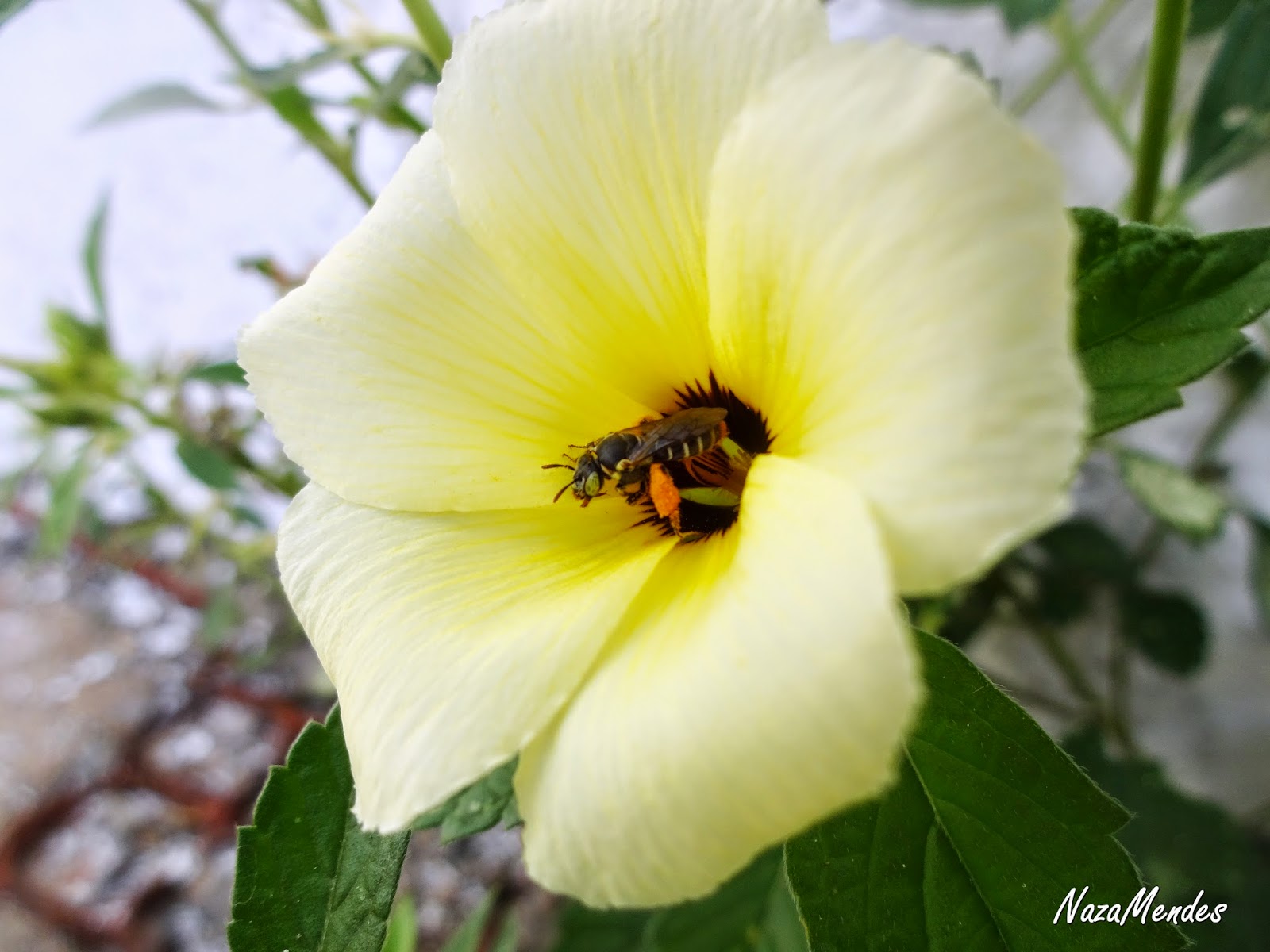 Brasil Insetos!!! Do Caçadores de Insetos!!!: Flor Chanana ou Xanana ...