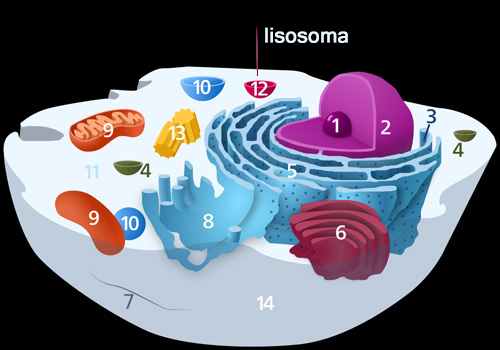 LISOSOMAS