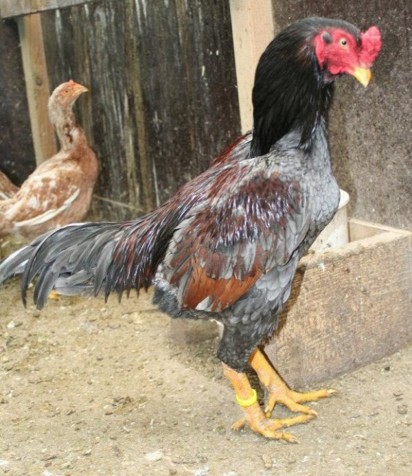 Gallos asiles su origen e historia