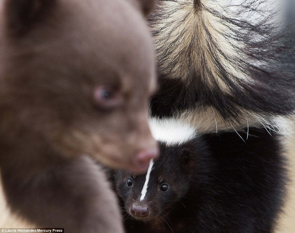 Skunk Spraying Bear