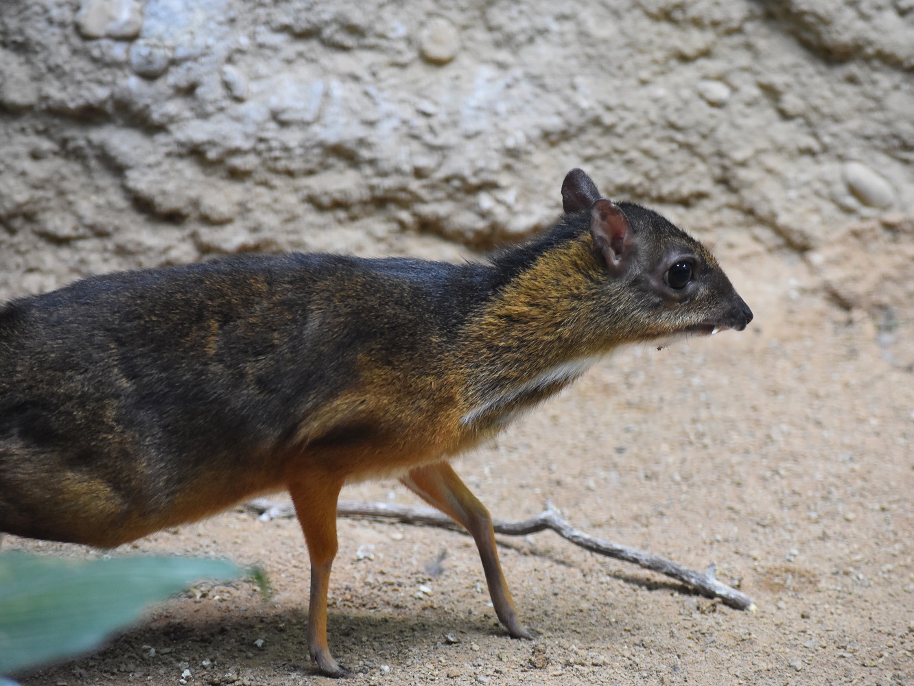 ZOOTOGRAFIANDO (6.100 ANIMALS): CIERVO RATÓN KANCHIL / LESSER ...