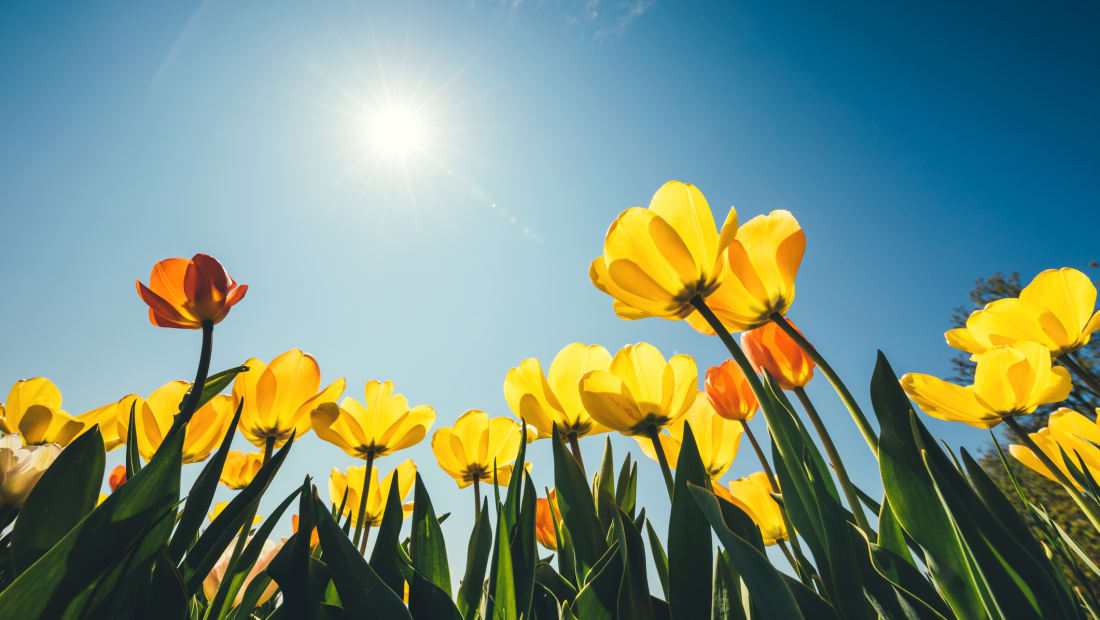 28 Essential Vocabulary Words For Spring ~ English At Lernforum Chur