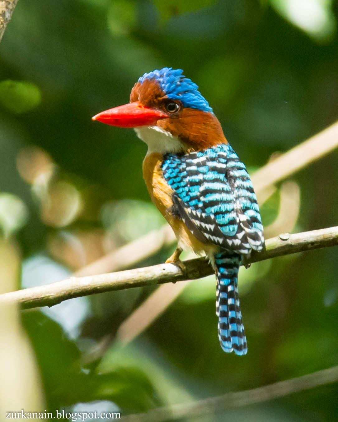 Zul Ya - Birds of Peninsular Malaysia: Banded Kingfisher V14