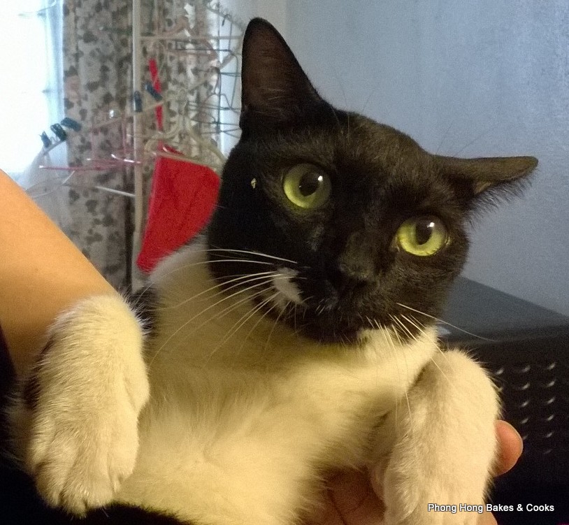 PH the Malaysian Carnivore: Can I Borrow Your Cat?