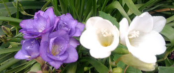 umateladearco-irisflores: rosas