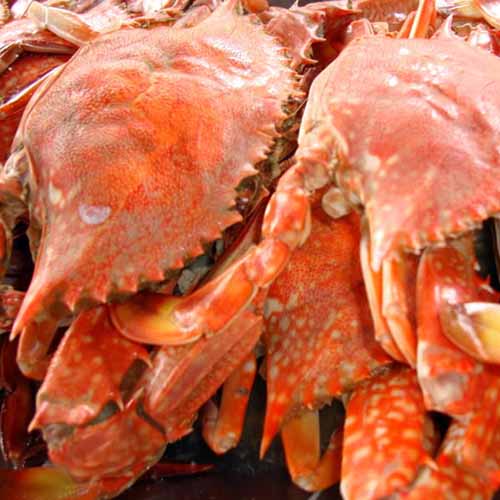 Con ghẹ bán ở đâu giá bao nhiêu? | Con bán ở đâu giá bao nhiêu ...