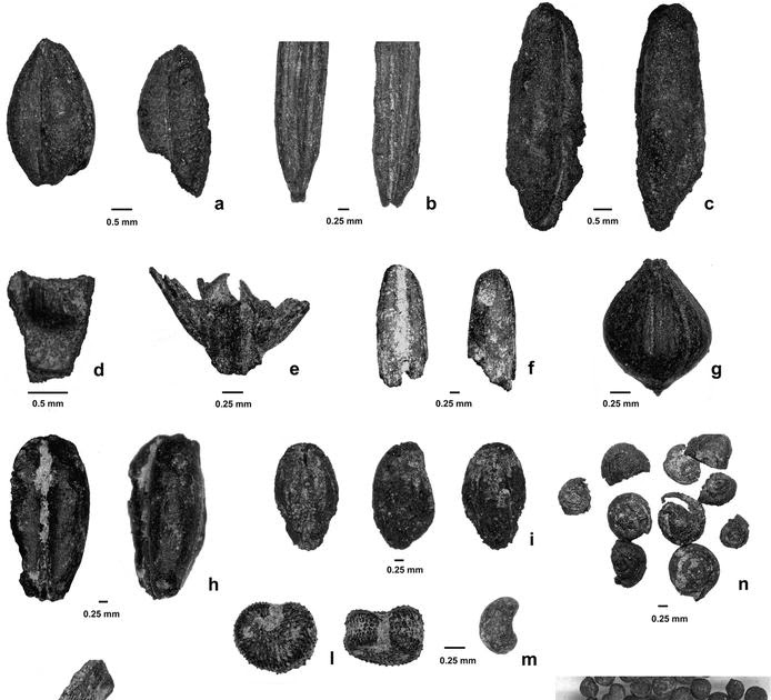 The Archaeobotanist: Archaeobotany of Near Eastern domestication: new ...