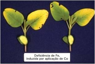 Nutrição da Soja: Deficiência de Micronutrientes - Ferro (Fe)