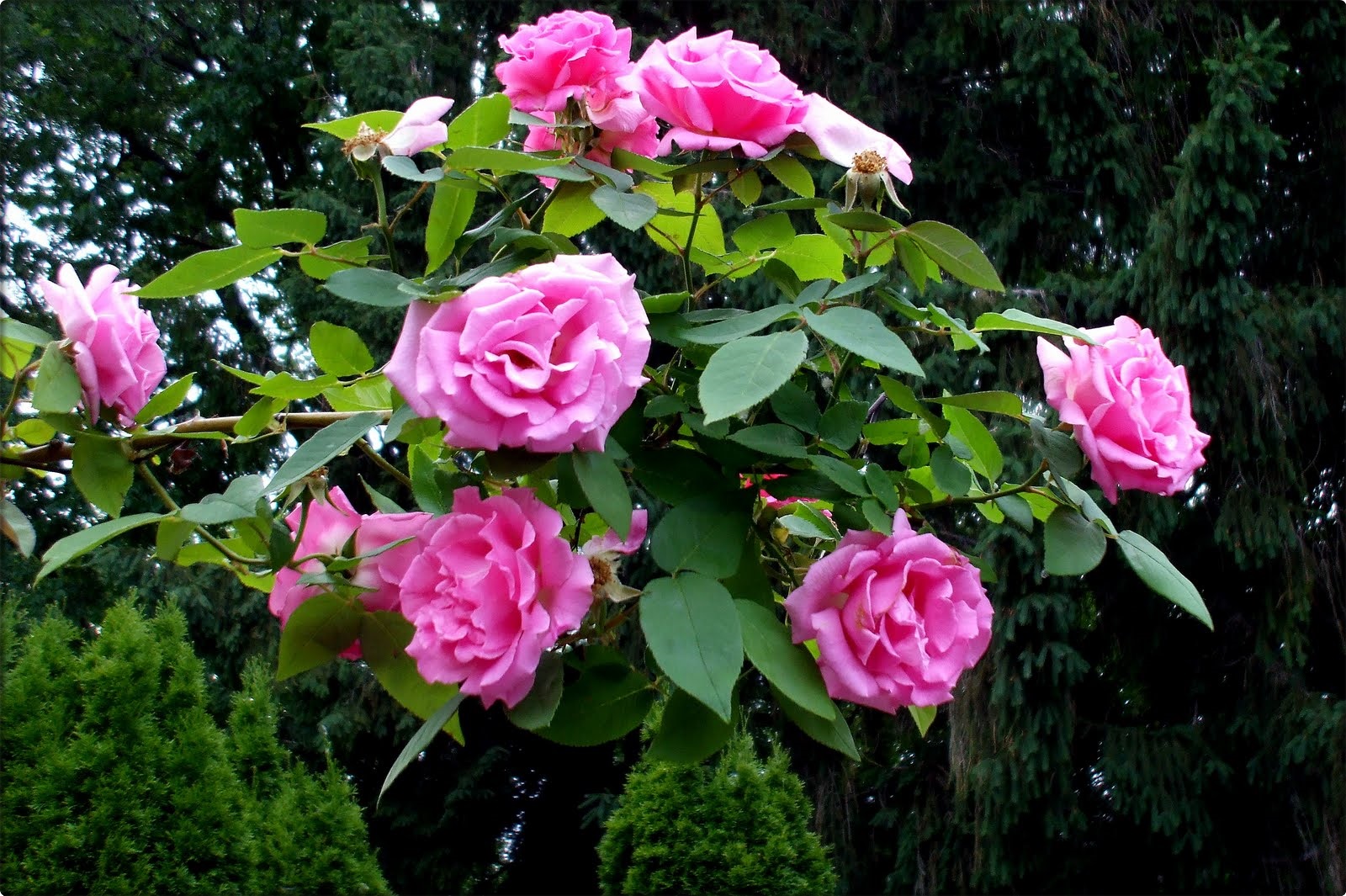 Success With Roses ~ Wonderful Flowers