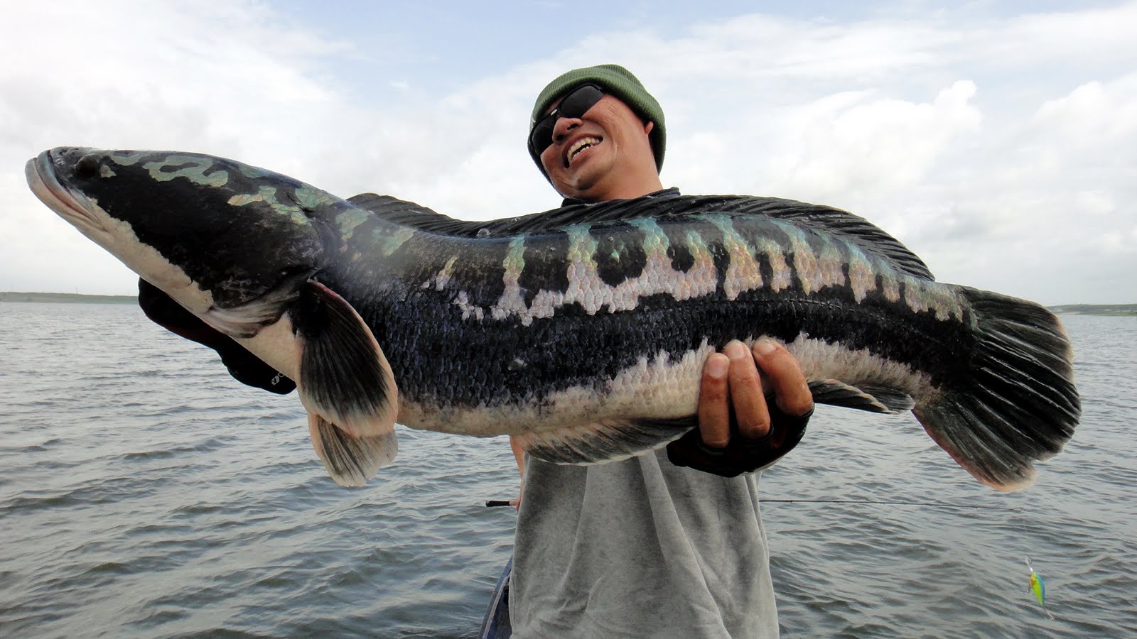 Thailand Giant Snakehead (Toman) And Wild Fishing.: Toman Season ...