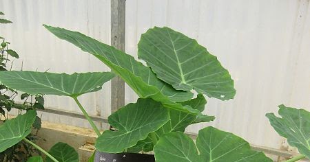 อาหารพื้นบ้าน: ผักแกง" อ้อดิบหรือคูน"ชือภาษาอังกฤษ คือ Taro Stalk "Bac Ha"