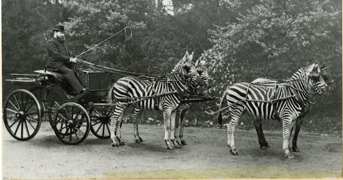 Lord William Rothschild With His Famed Zebra Carriage in London, ca ...
