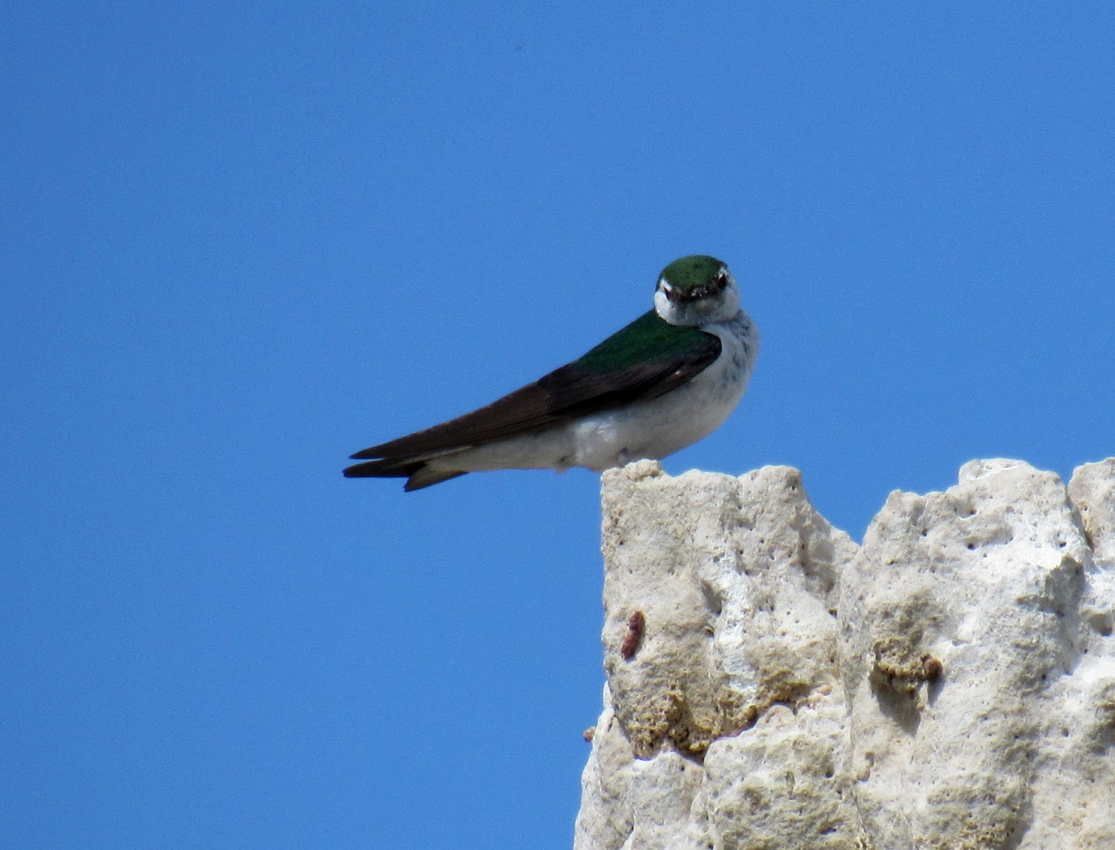 Birding the Eastern Sierra