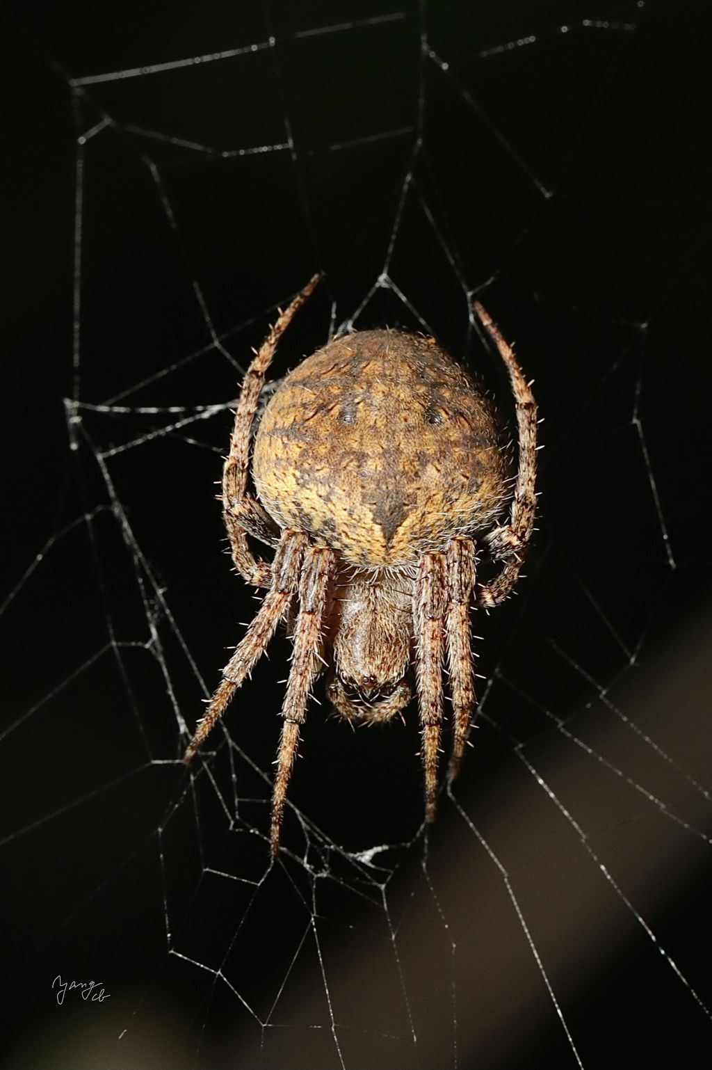 楊全斌: 茶色姬鬼蛛Neoscona punctigera