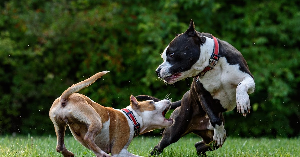 Guard Dogs and residential Security