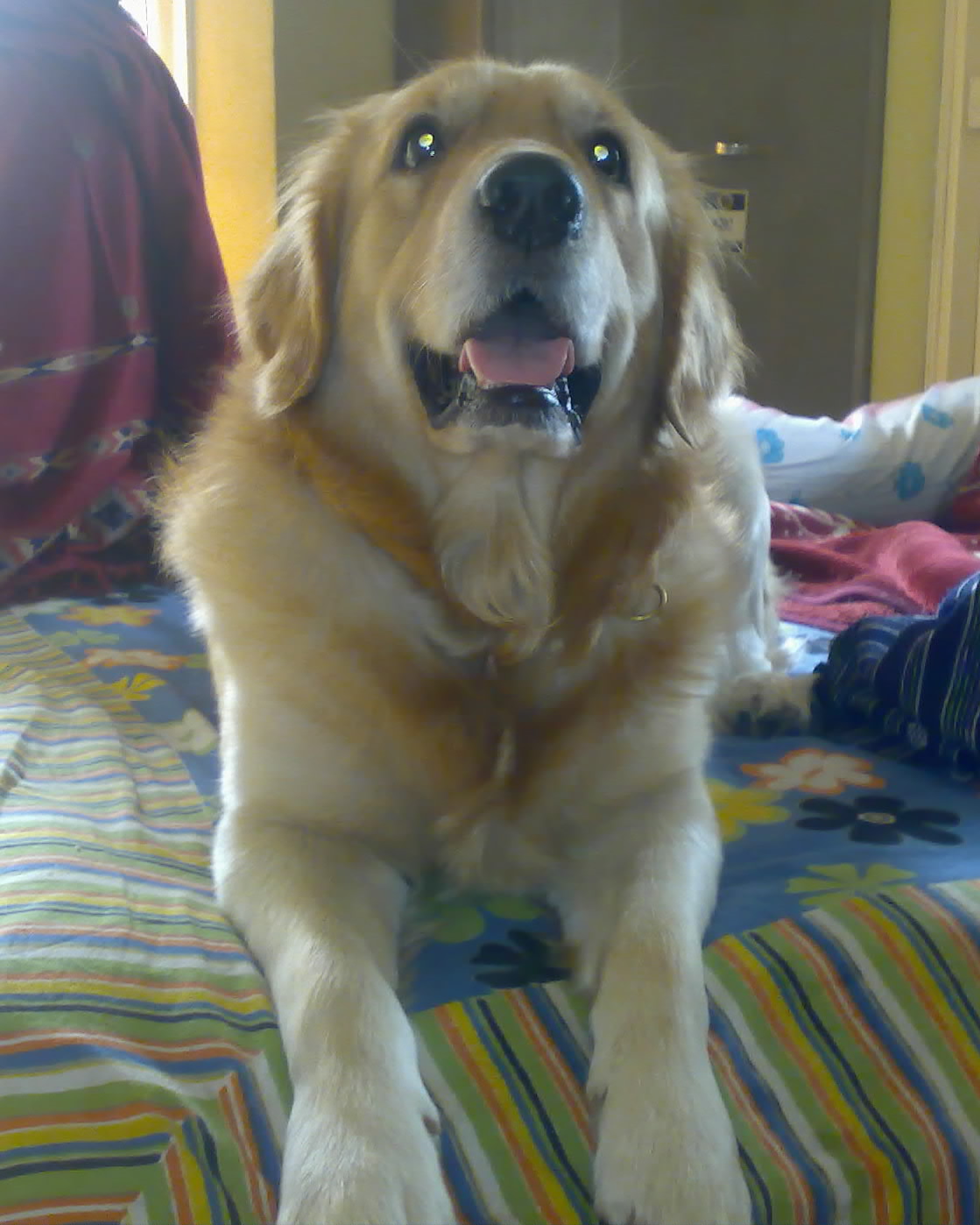 BUCHAN The adorable Golden Retriever