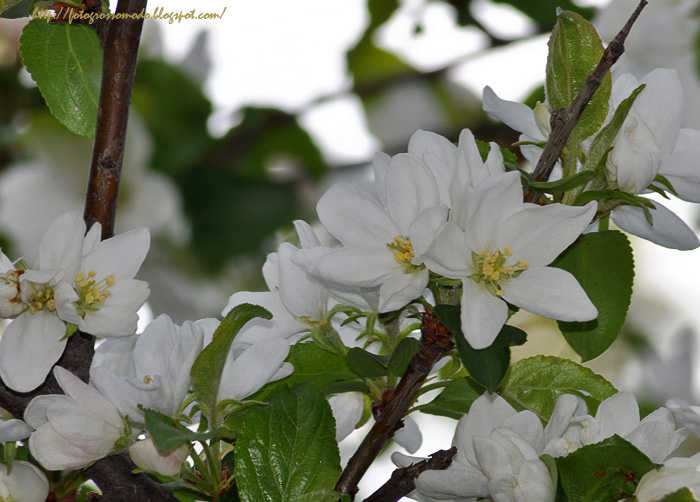 In linii mari: Flori de mar